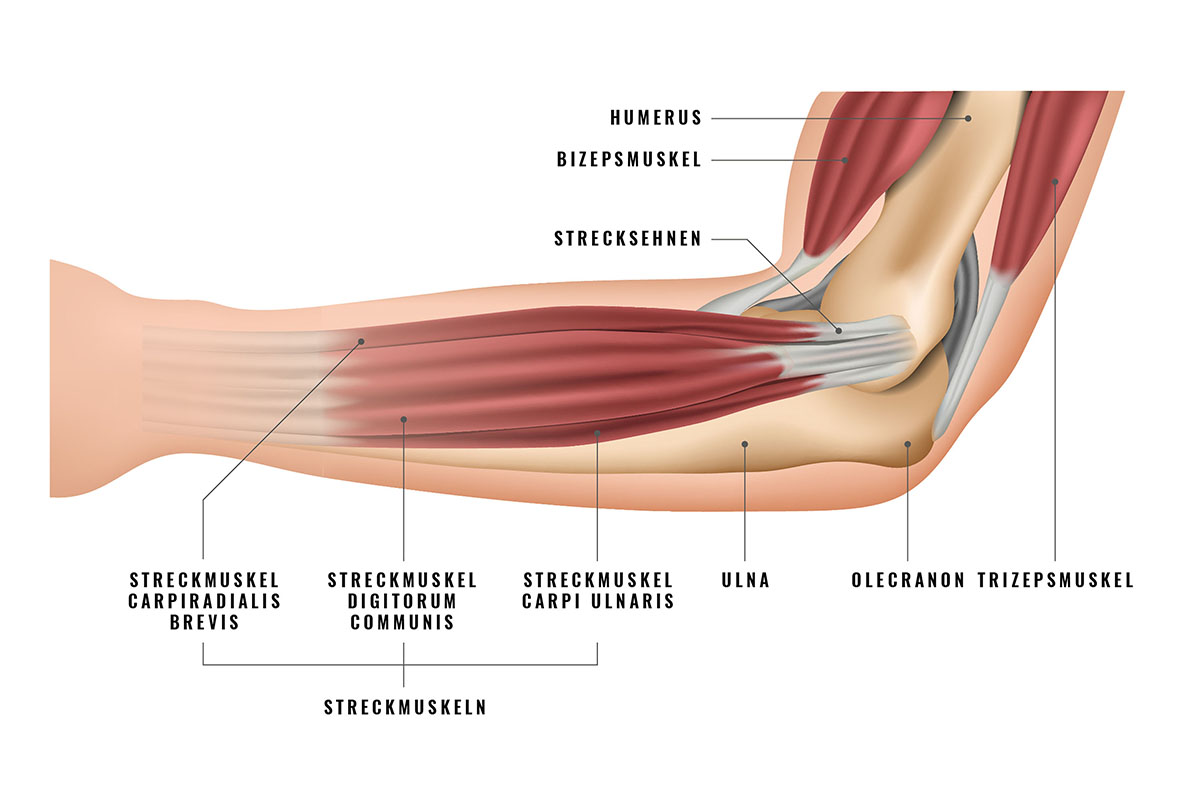 Anatomie Der Oberarmknochen Ellenbogen – Anatomie, Aufbau Und